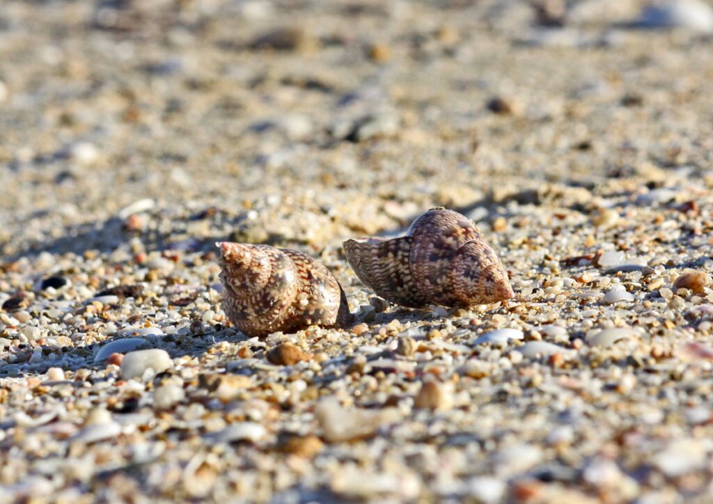 Twin Shells - ImageGraphics